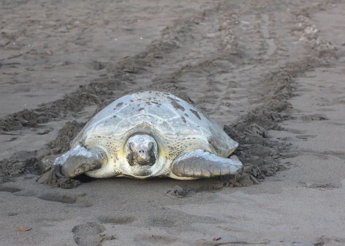Turtle Nesting Tour in Tortuguero: What to Know Before You Go